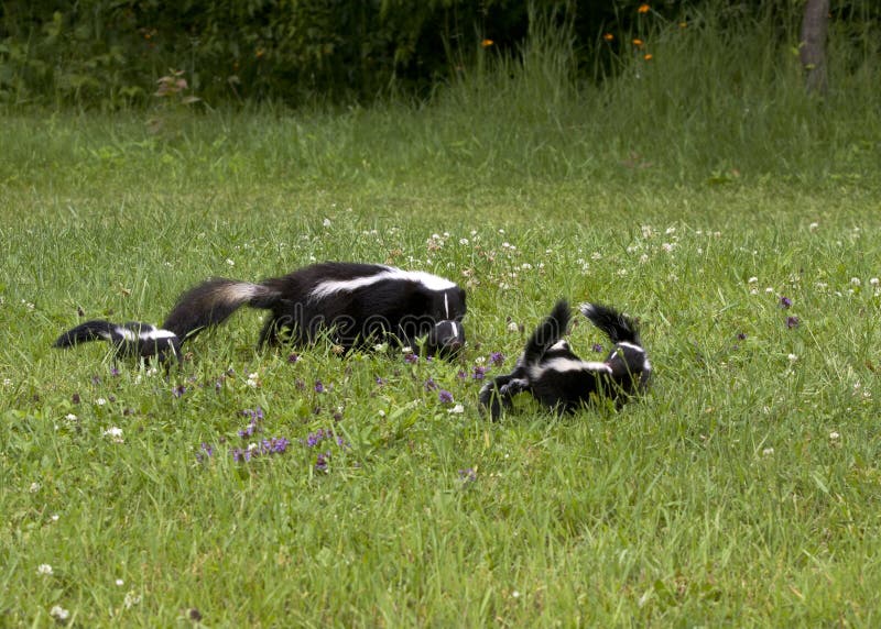 Stinktier-Familie stockbild. Bild von stinktier, familie - 43842391