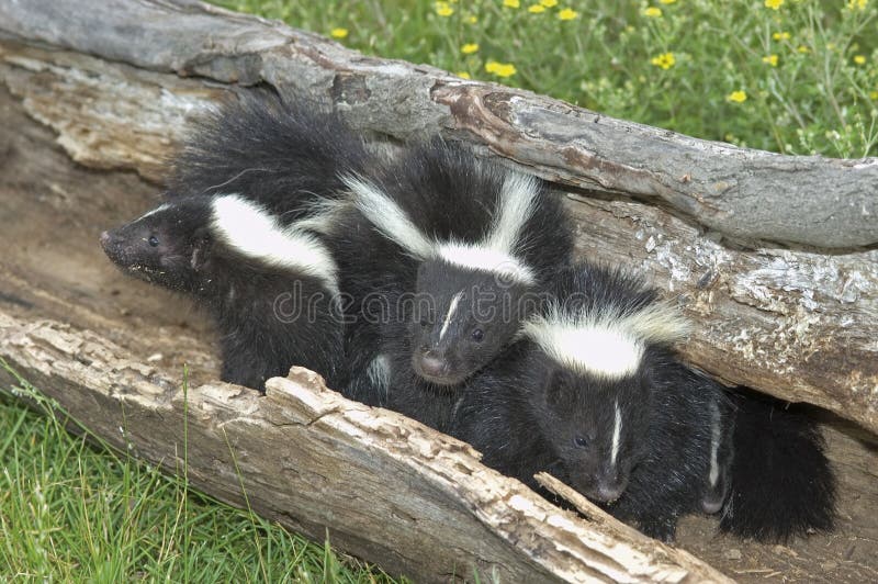 Baby-Stinktiere in Folge in Den Wildflowers Stockbild - Bild von ...