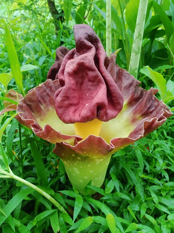 Stinky flower stock image. Image of flower, stinky, beauty - 262559777