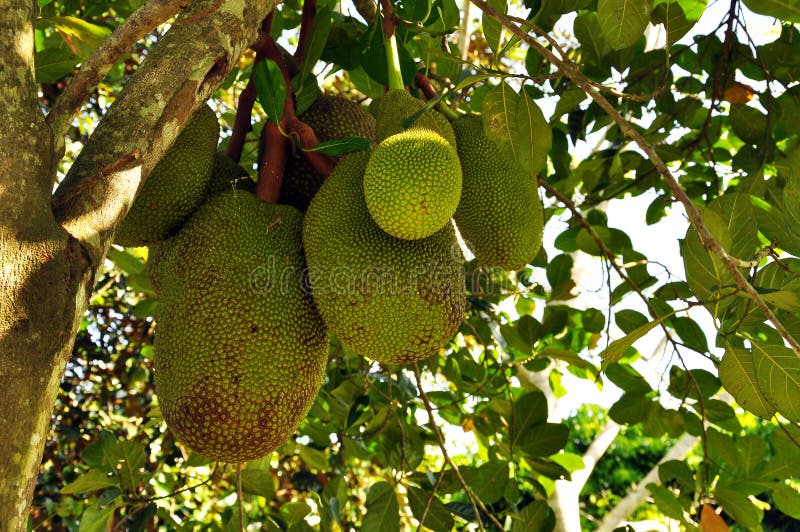 Stinky Fruit - Durian on a Tree Branch Stock Photo - Image of stinky ...