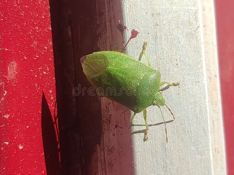 Stinky martin on a wall stock photo. Image of like, macro - 291515020