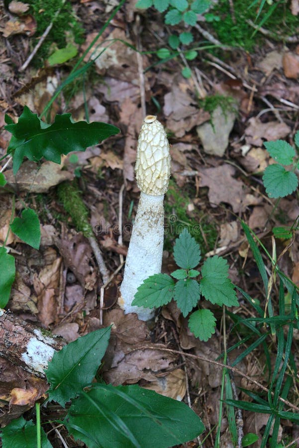 Stinky Satyr Phallus Impudicus Stock Image - Image of plant, natural ...