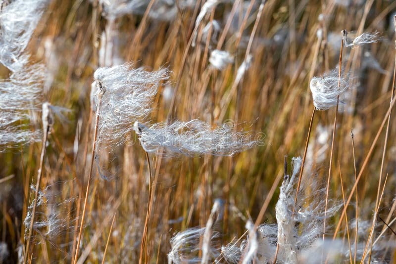 Stipa Capillata or Feather Grass, Steppe Grass, Close-up Photo. Stock ...