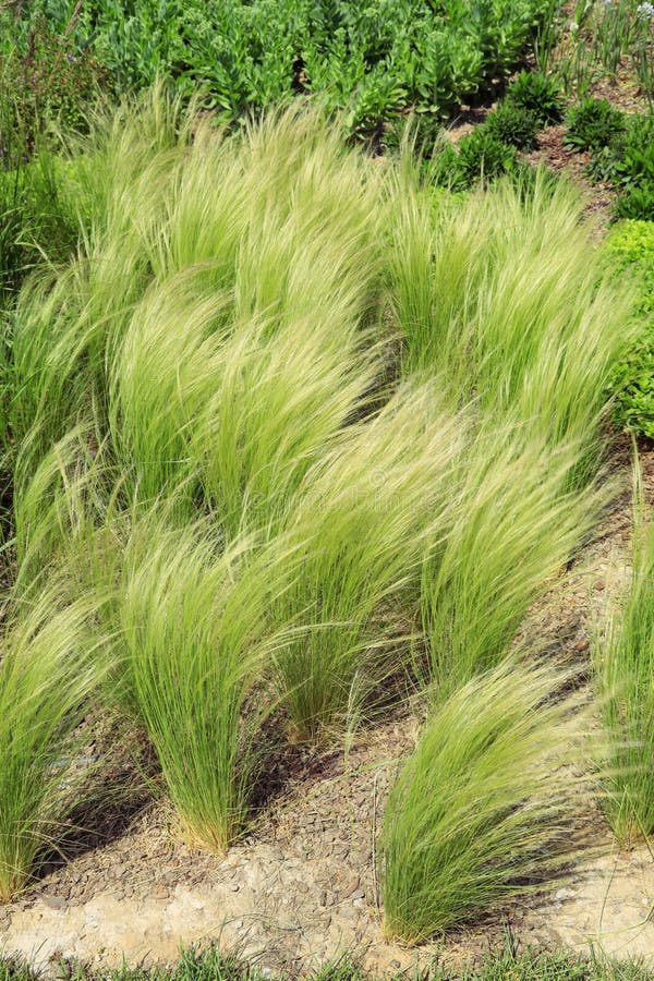 Stipa tenuissima in a park stock image. Image of stipa - 386435453