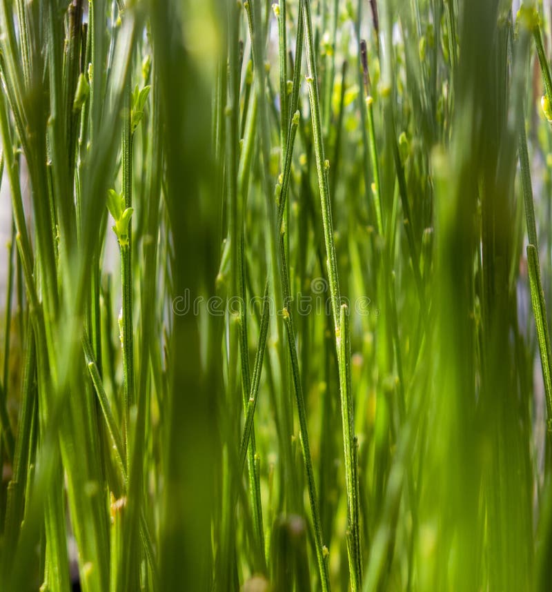Plant stipes closeup stock photo. Image of shrub, green - 131919748