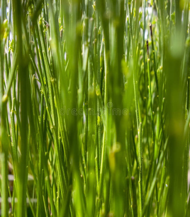 Stipes and stalks stock photo. Image of green, vegetation - 178141108