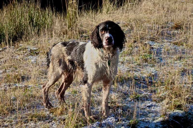 Stirling stock photo. Image of dumbarton, forrest, tree - 73767718