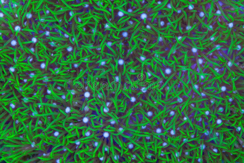 7,410 Polyper Stock Photos - Free & Royalty-Free Stock Foton från ...