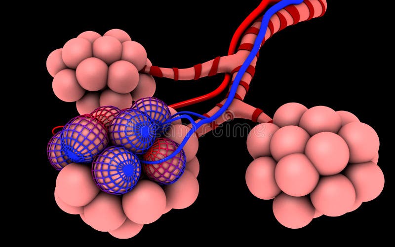 Conceptual Image of Alveoli. Stock Illustration - Illustration of ...