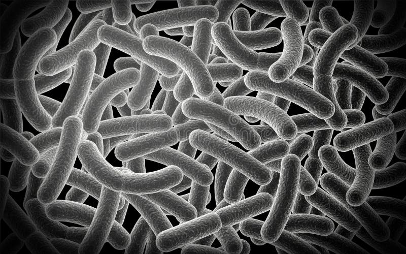 Microscopic View of Bacilli Bacteria. Stock Illustration - Illustration ...