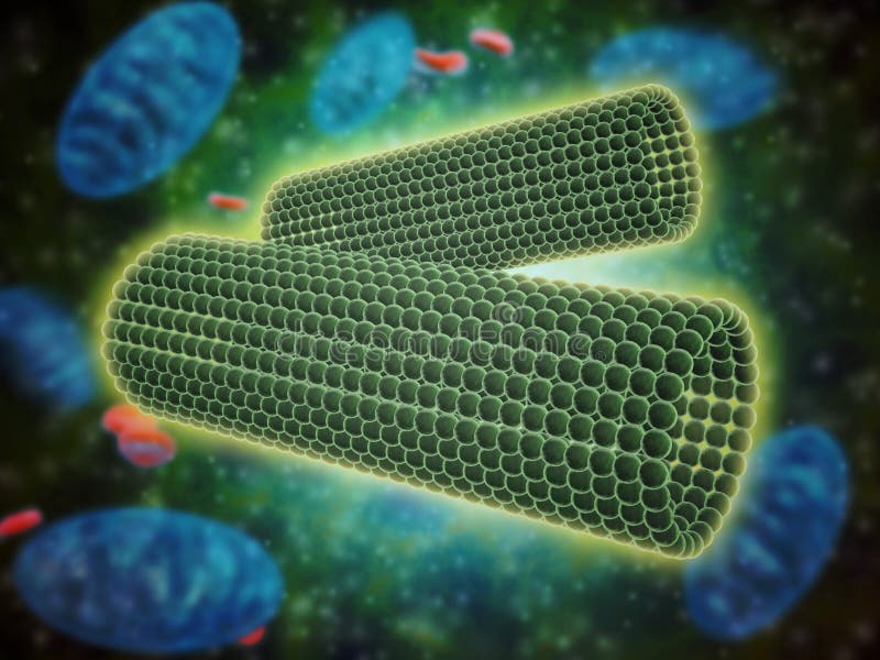 Microscopic View of Centrioles within a Human Cell. Stock Illustration ...