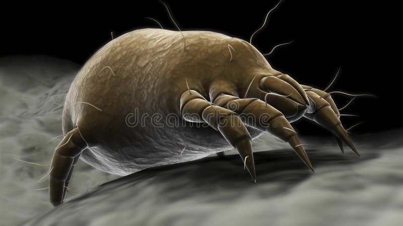 Microscopic Visualization of a Dust Mite. Stock Illustration ...