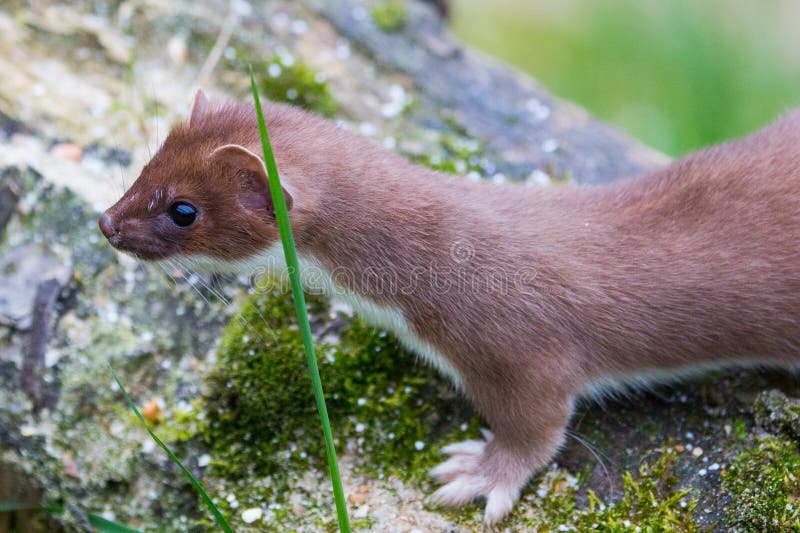 Stoat (Mustela Erminea) stock photo. Image of coat, marten - 17366276