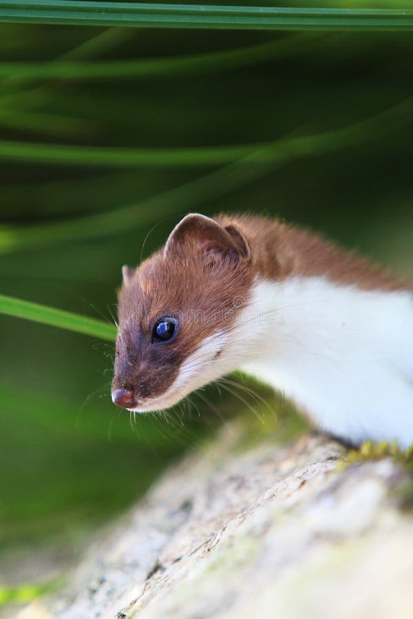 Stoat stock image. Image of finland, ermine, evil, life - 61238563