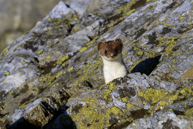 Stoat at grossglockner stock image. Image of rocks, stance - 43022079