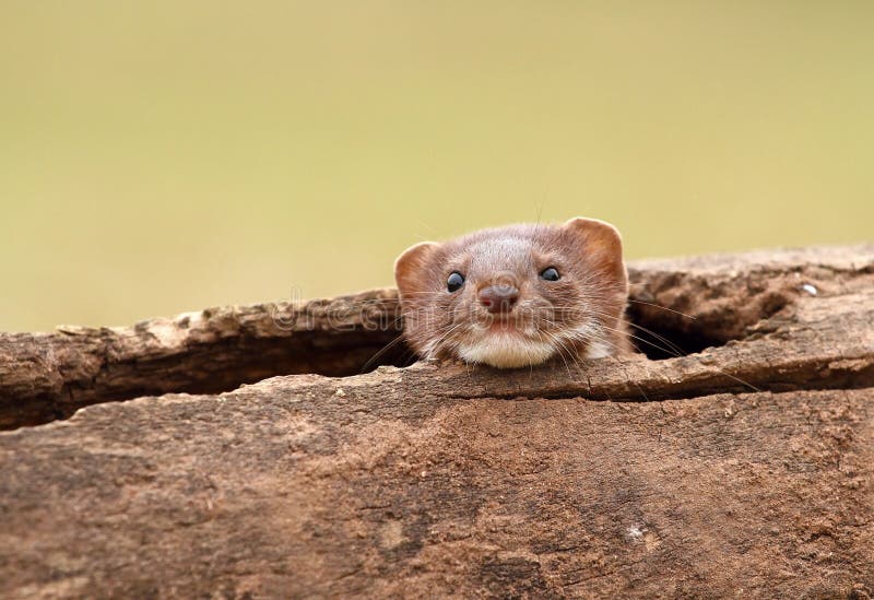 Stoat hidden stock image. Image of sweet, animal, carnivore - 61642855