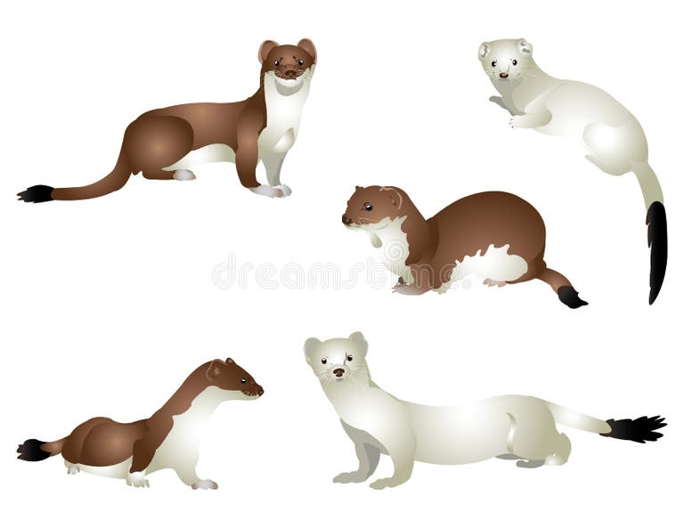 Stoat Stock Illustrations – 1,149 Stoat Stock Illustrations, Vectors ...
