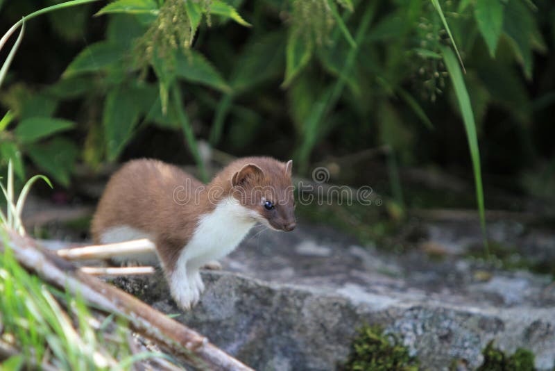 Sleeping bat stock photo. Image of cave, moist, sleep - 1825298