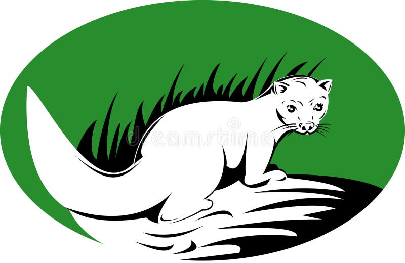 Stoat Stock Illustrations – 1,077 Stoat Stock Illustrations, Vectors ...