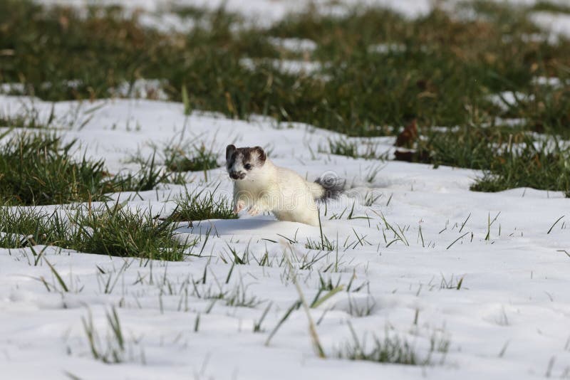 Stoat (Mustela Erminea) Short-tailed Weasel Germany Stock Image - Image ...