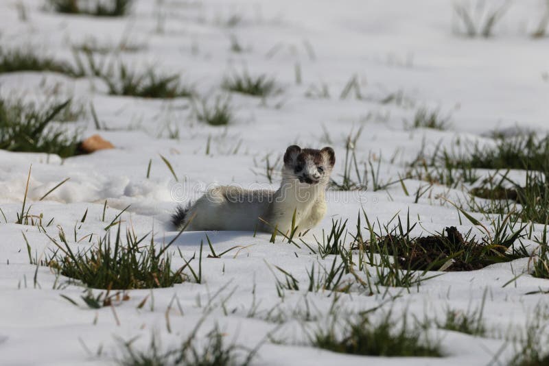 Stoat (Mustela Erminea) Short-tailed Weasel Germany Stock Photo - Image ...