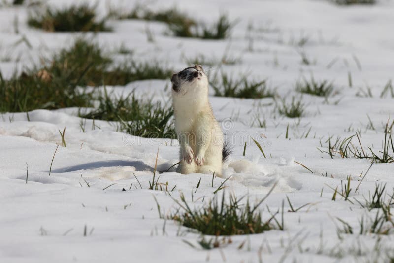 Stoat (Mustela Erminea) Short-tailed Weasel Germany Stock Photo - Image ...
