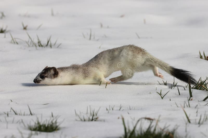 Stoat (Mustela Erminea) Short-tailed Weasel Germany Stock Image - Image ...