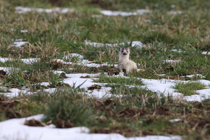 Stoat (Mustela Erminea) Short-tailed Weasel Germany Stock Photo - Image ...