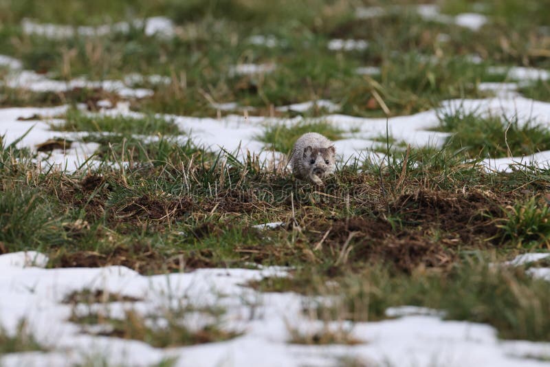 Stoat (Mustela Erminea) Short-tailed Weasel Germany Stock Photo - Image ...