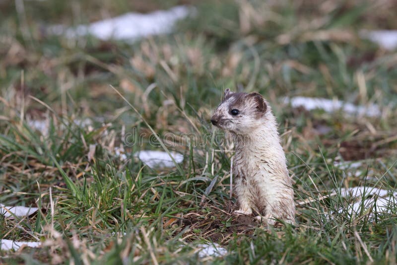 Stoat (Mustela Erminea) Short-tailed Weasel Germany Stock Image - Image ...