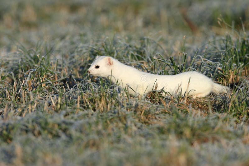 Stoat (Mustela Erminea),short-tailed Weasel in the Winter Germany Stock ...
