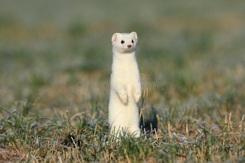 Stoat (Mustela Erminea) stock photo. Image of coat, marten - 17366276