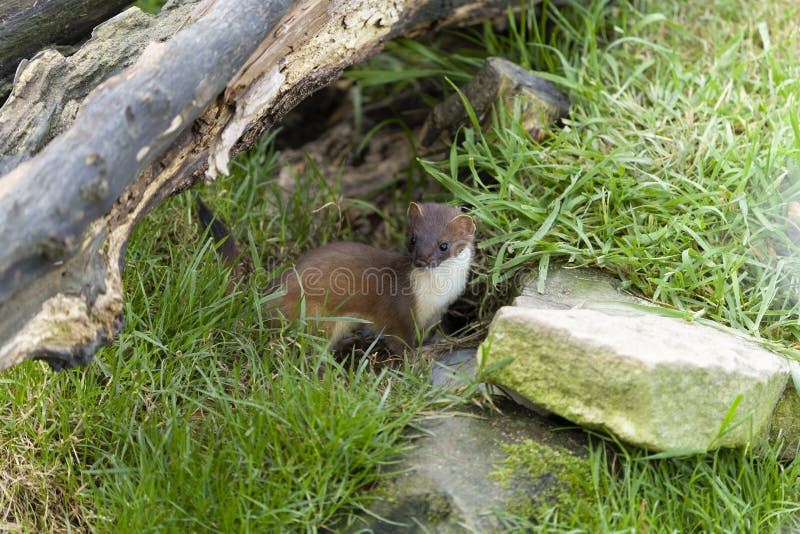 Stoat (Mustela Erminea) stock photo. Image of coat, marten - 17366276