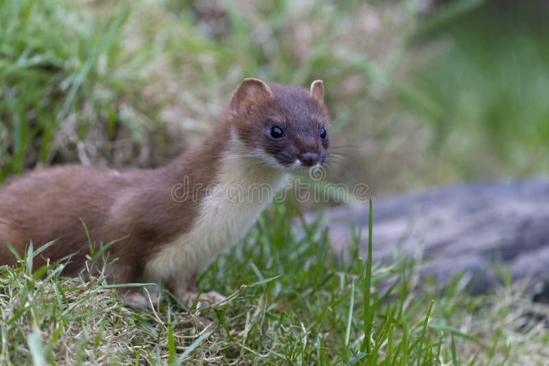 Stoat (Mustela Erminea) stock photo. Image of coat, marten - 17366276
