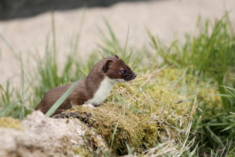 Stoat, Mustela erminea stock photo. Image of hedge, mustelid - 36666462