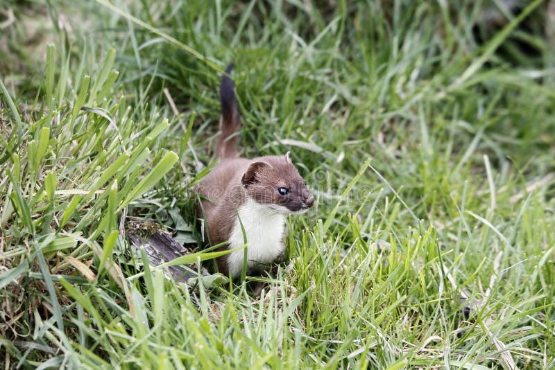 Stoat, Mustela erminea stock photo. Image of stoat, nature - 36666484