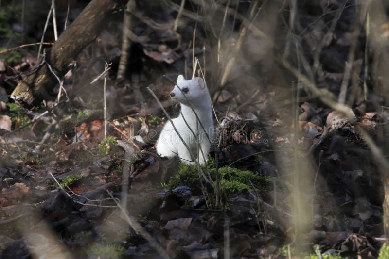Stoat Mustela Erminea in Winter Fur in a Forest Stock Image - Image of ...