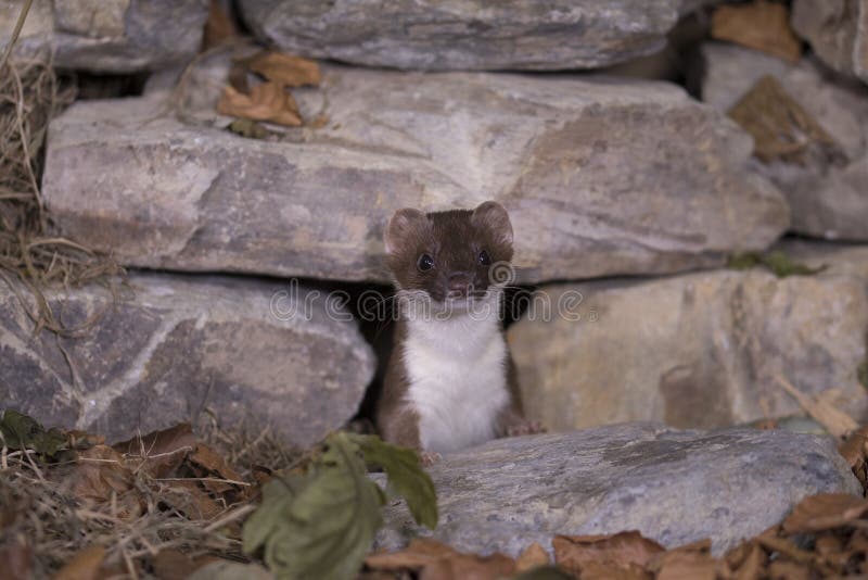 Stoat portrait stock photo. Image of looking, expression - 102943600