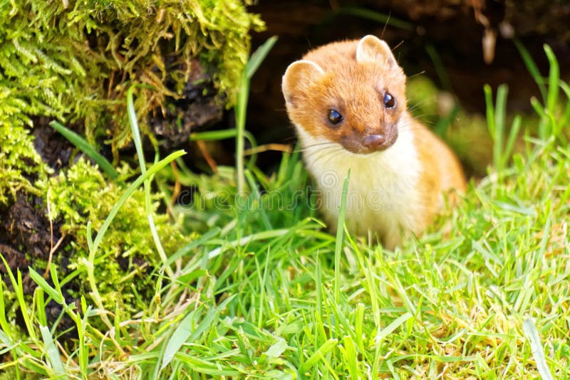 Stoat or Short-Tailed Weasel Stock Image - Image of posing, grass: 60100259