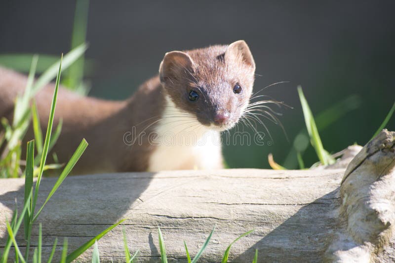 Stoat in the sun stock image. Image of nature, wildlife - 79168621
