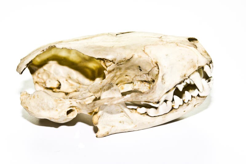 Weasel skull stock photo. Image of bone, skeleton, head - 18962506