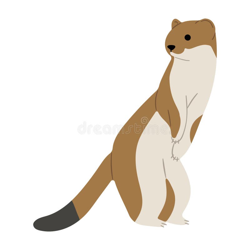 White Ermine Cartoon Stock Illustrations – 246 White Ermine Cartoon ...