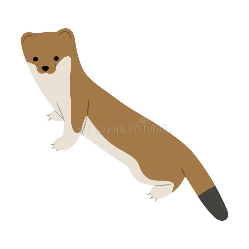 White Ermine Cartoon Stock Illustrations – 246 White Ermine Cartoon ...