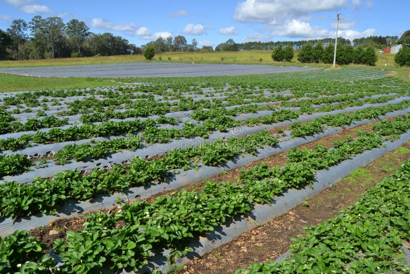 Stoberry Plan queenslan stock photo. Image of queenslan - 114351296