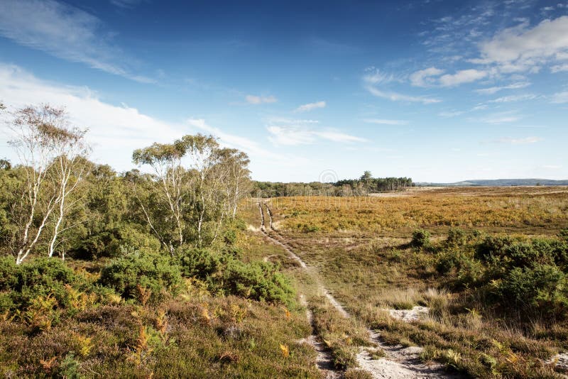 Stoborough Heath Landscape Image Stock Image - Image of wareham, track ...