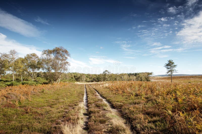 Stoborough Heath Landscape Image Stock Photo - Image of britain, travel ...