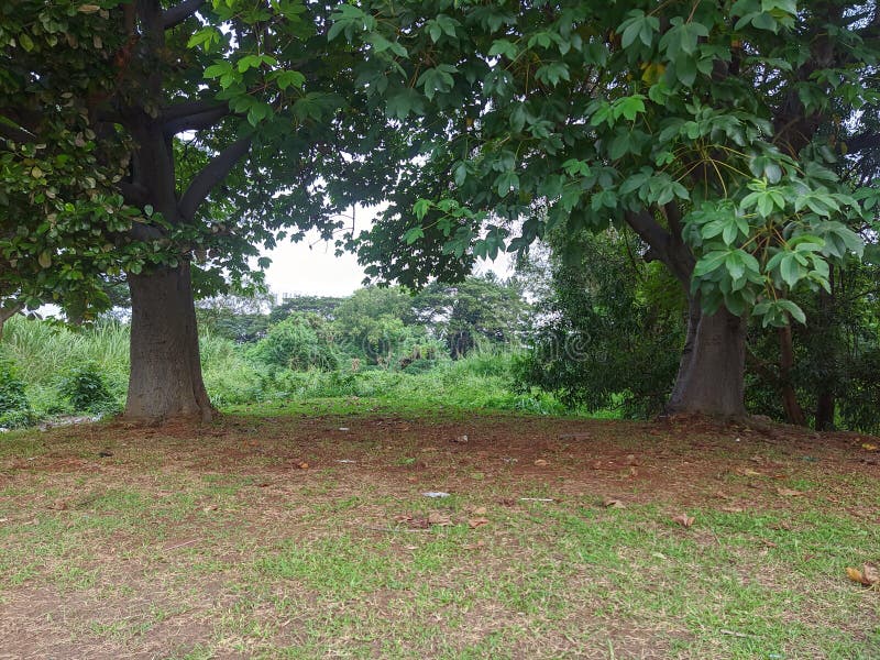 Stock Background Nature Trees and Grass Land Stock Photo - Image of ...