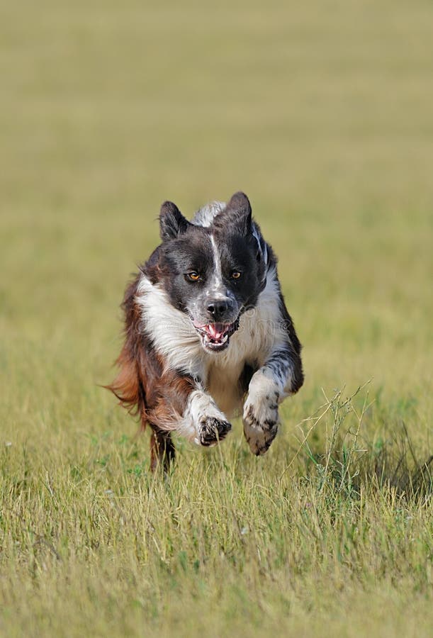 Wet Border Collie Dog in Midair Stock Photo - Image of panning, jump ...