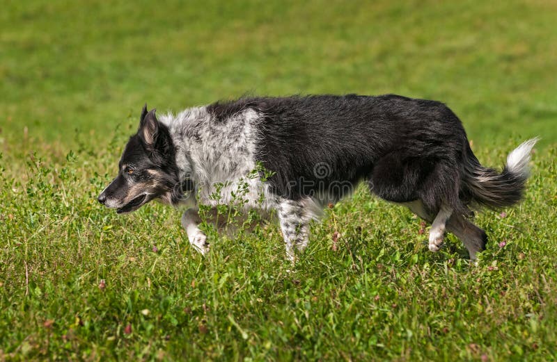 Stock Dog Stalks Left stock photo. Image of canine, grass - 51898308