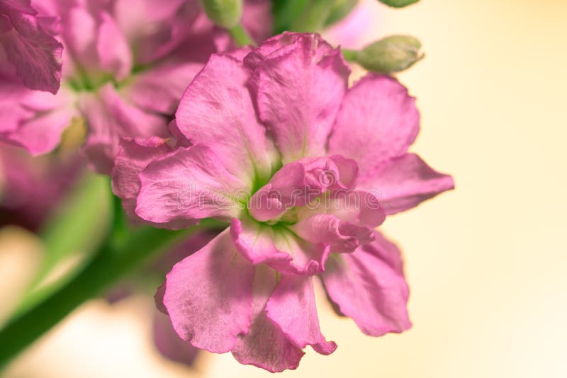 Stock Flower stock image. Image of bunch, floral, bright - 39571405